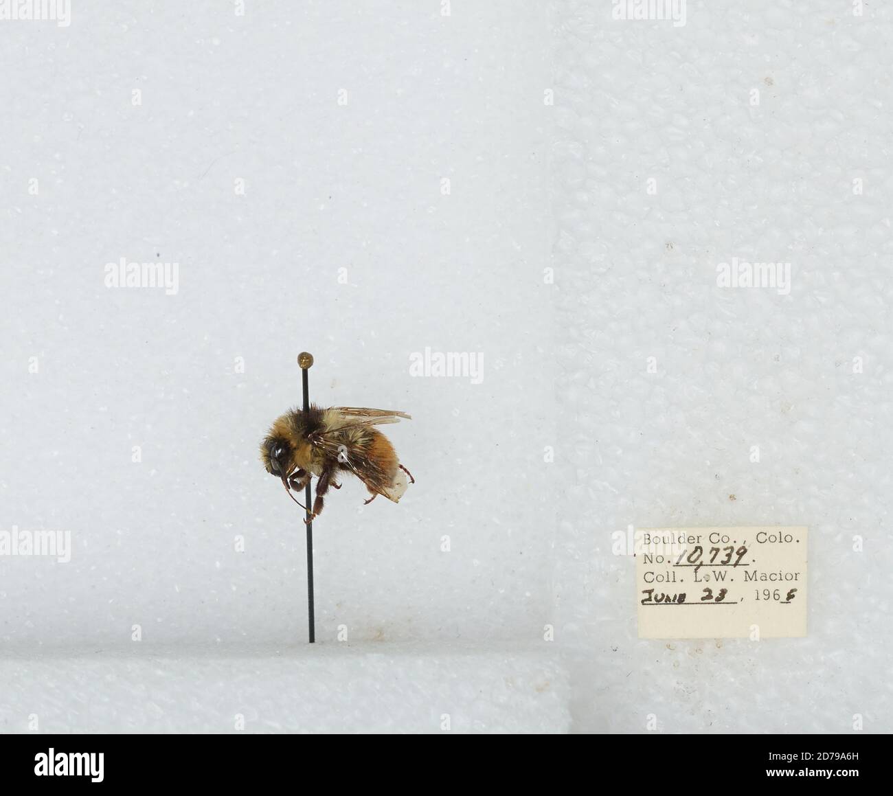 Boulder, Colorado, United States, Bombus (Pyrobombus) bifarius Cresson ...
