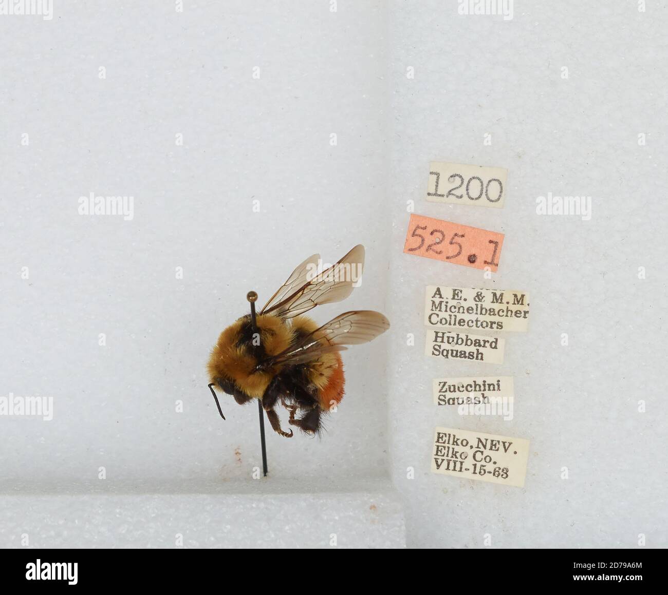 Elko, Nevada, United States, Bombus sp., Animalia, Arthropoda, Insecta ...