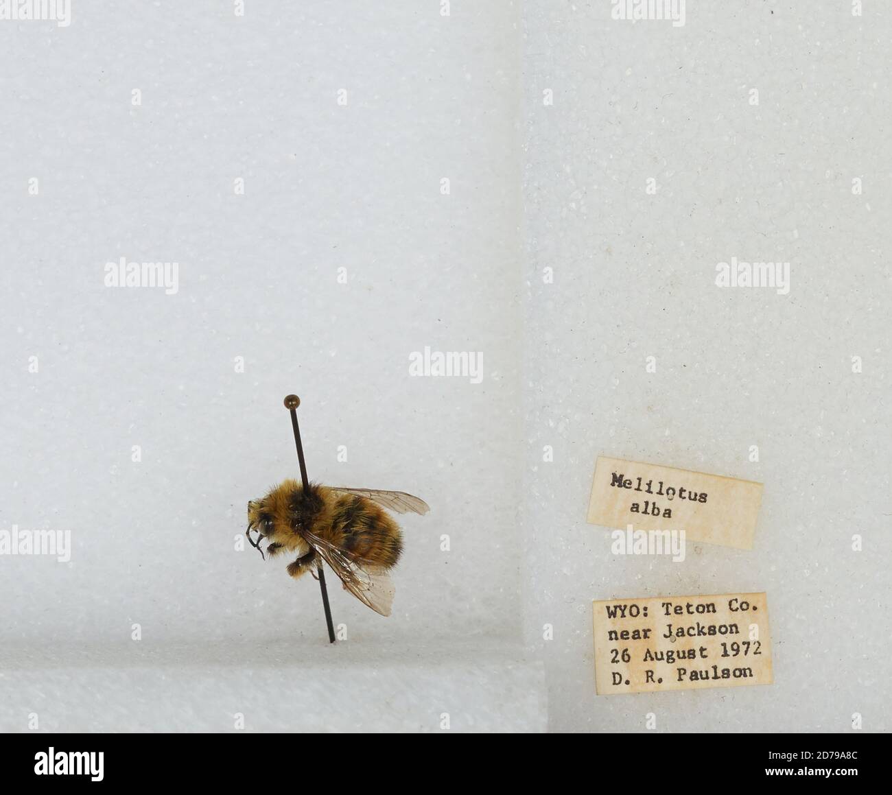 near Jackson, Teton, Wyoming, United States, Bombus sp., Animalia ...