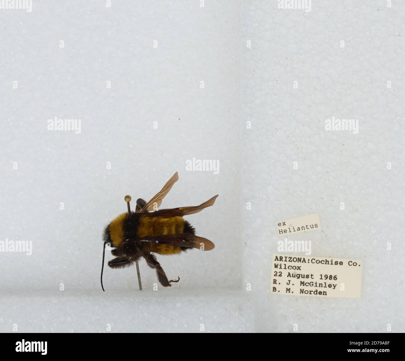 Willcox, Cochise, Arizona, United States, Bombus sp., Animalia ...