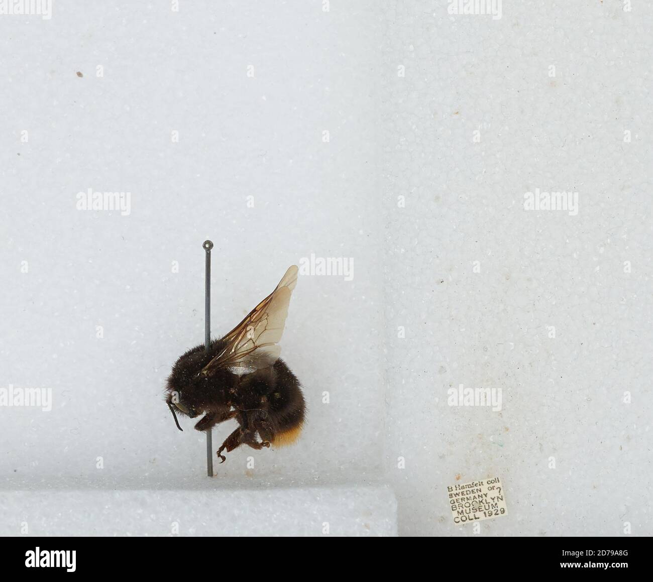 Sweden or Germany, Bombus sp., Animalia, Arthropoda, Insecta ...