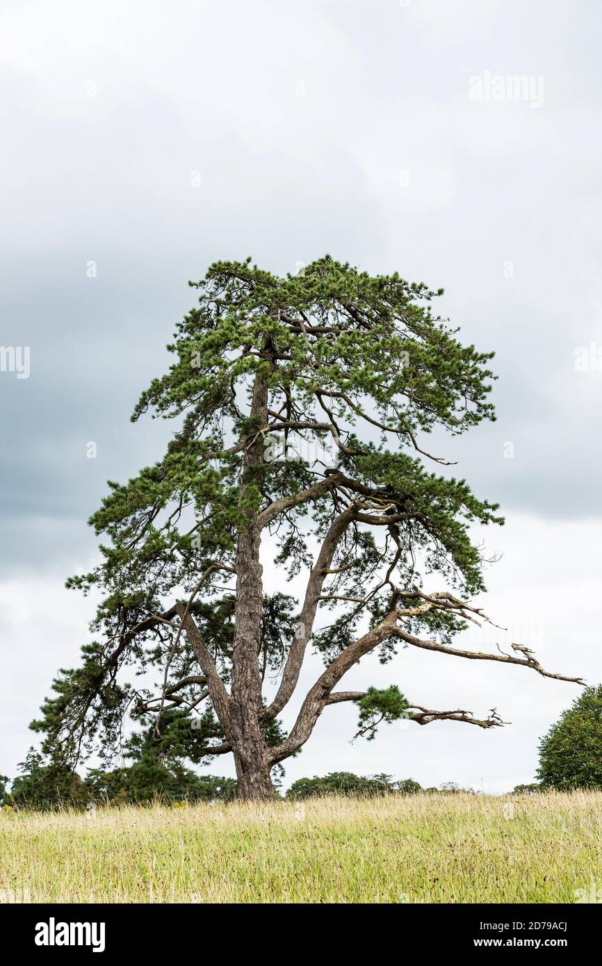 Ancient pine tree in Doneraile park, County Cork, Ireland Stock Photo ...