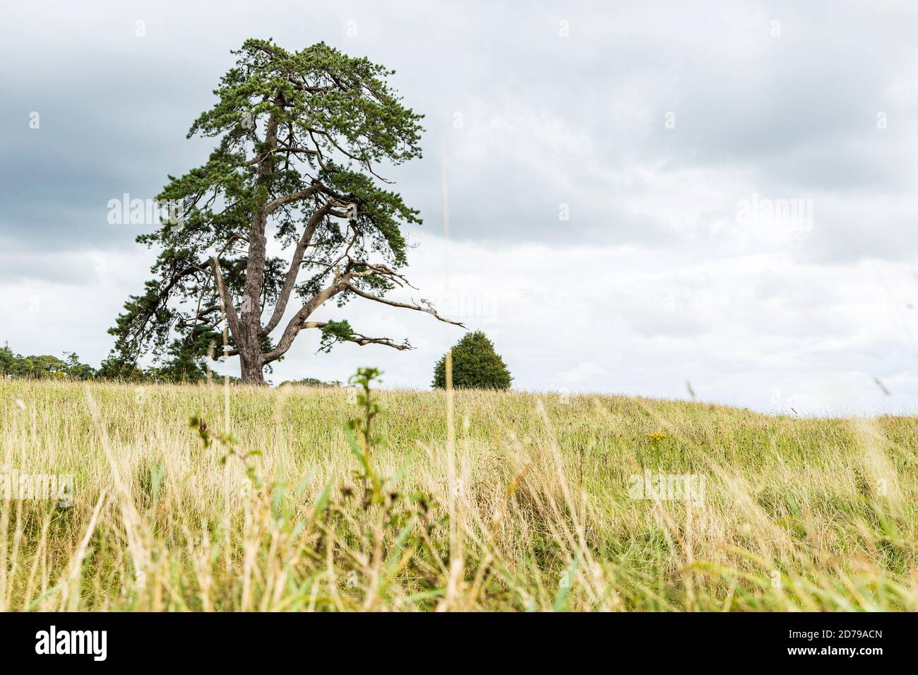 Ancient pine tree in Doneraile park, County Cork, Ireland Stock Photo ...