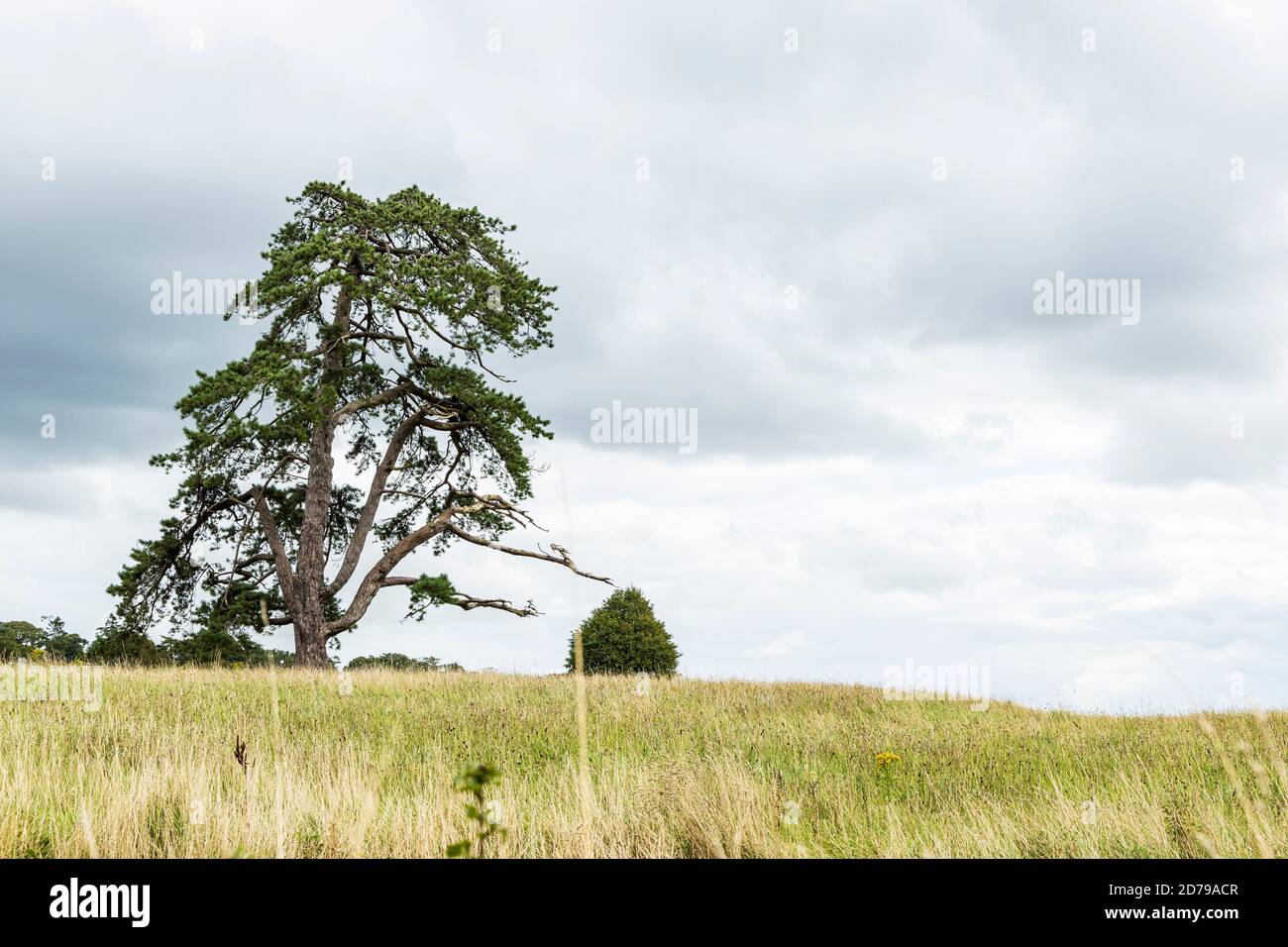 Ancient pine tree in Doneraile park, County Cork, Ireland Stock Photo ...