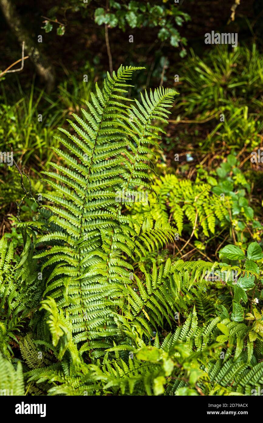 Galtee woods hi-res stock photography and images - Alamy