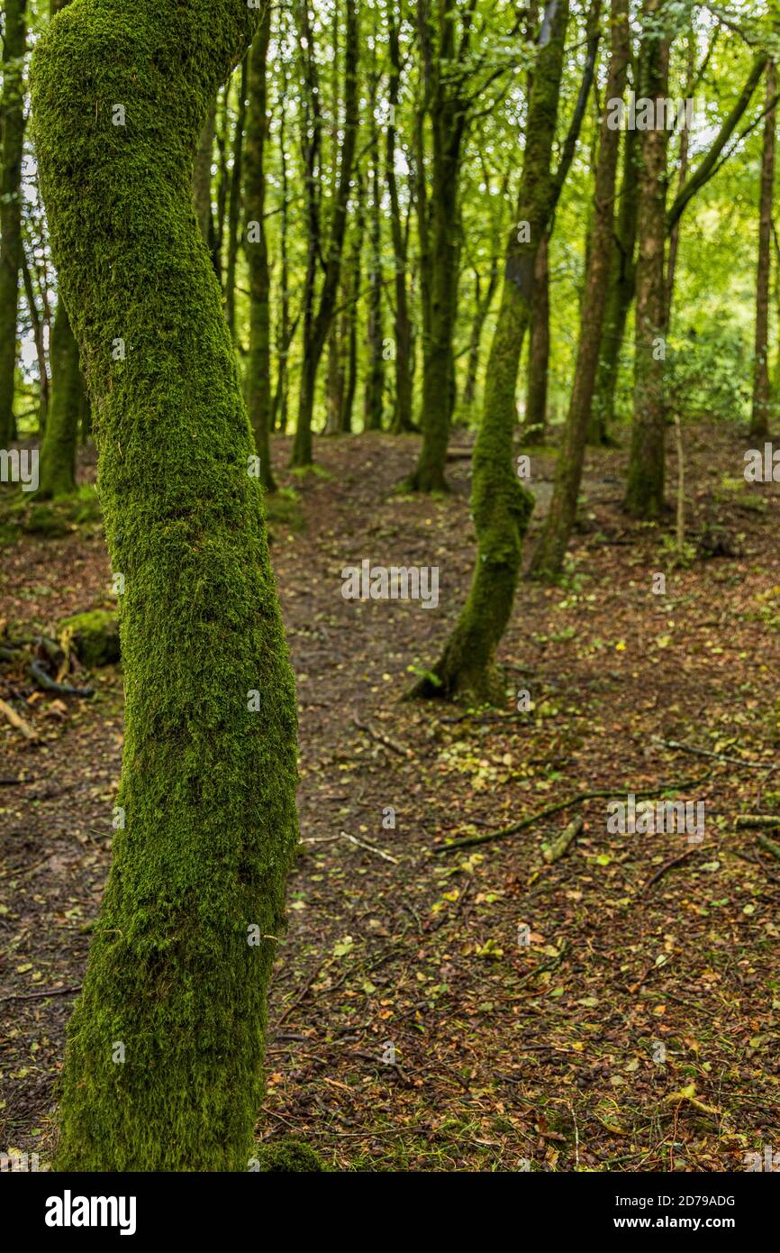 Galtees hi-res stock photography and images - Alamy