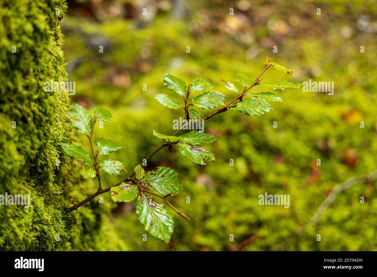 Attychraan loop trail hi-res stock photography and images - Alamy