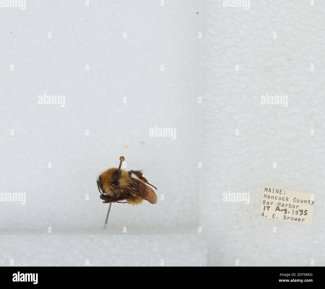 Bar Harbor, Hancock, Maine, United States, Bombus sp., Animalia ...