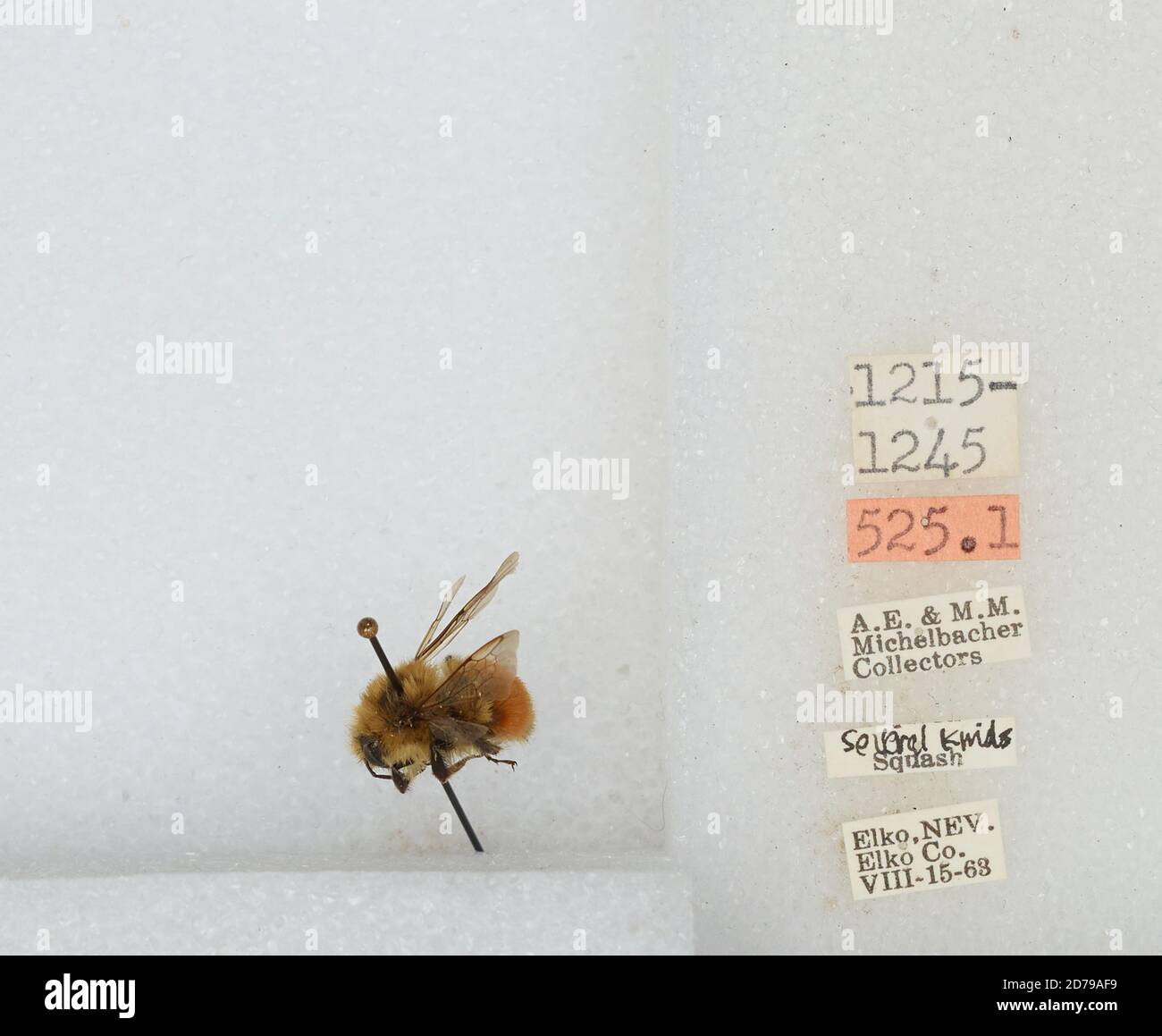 Elko, Nevada, United States, Bombus sp., Animalia, Arthropoda, Insecta ...