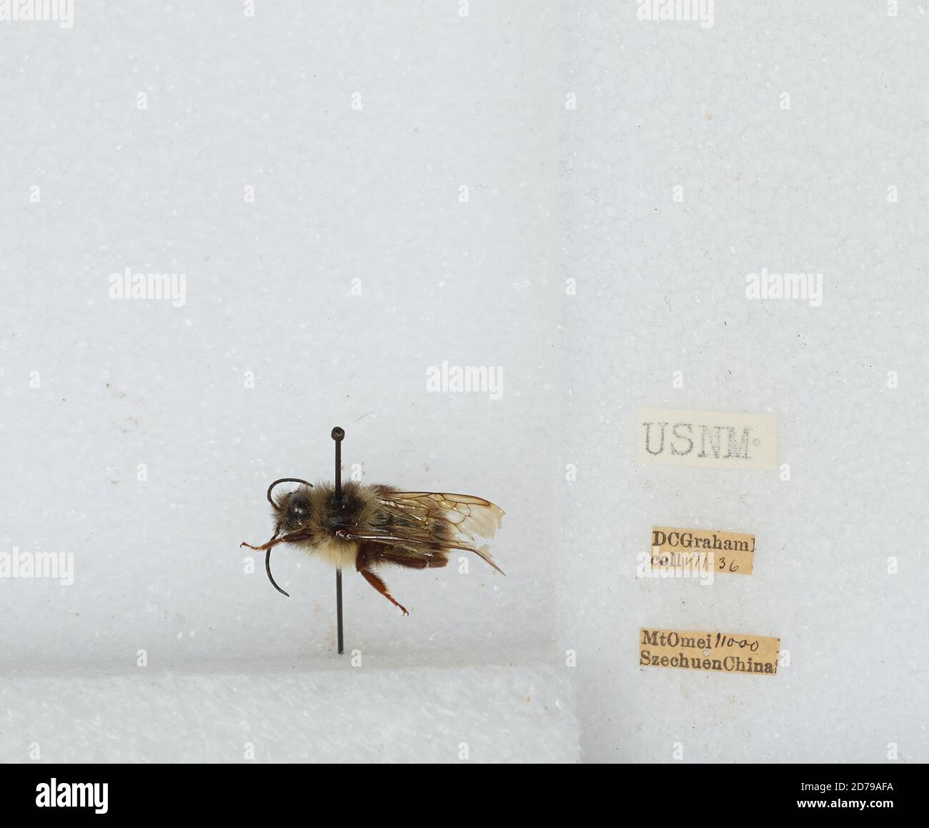 Mt Emei, Sichuan, China, Bombus sp., Animalia, Arthropoda, Insecta ...