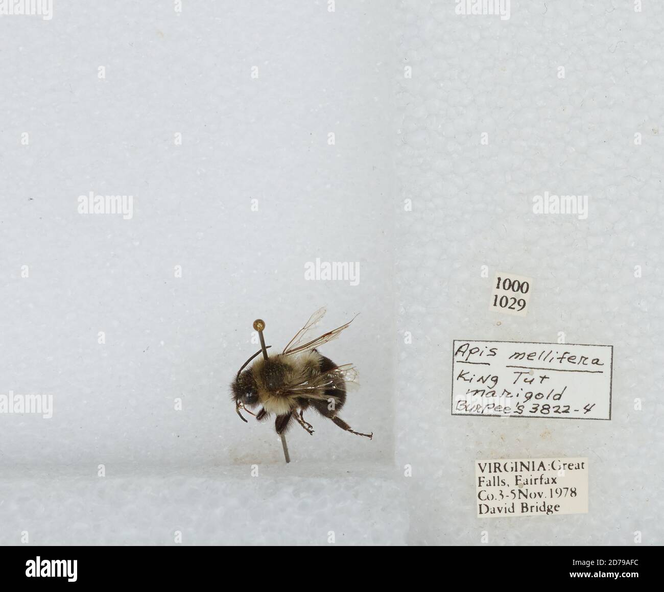 Great Falls, Fairfax, Virginia, United States, Bombus sp., Animalia ...