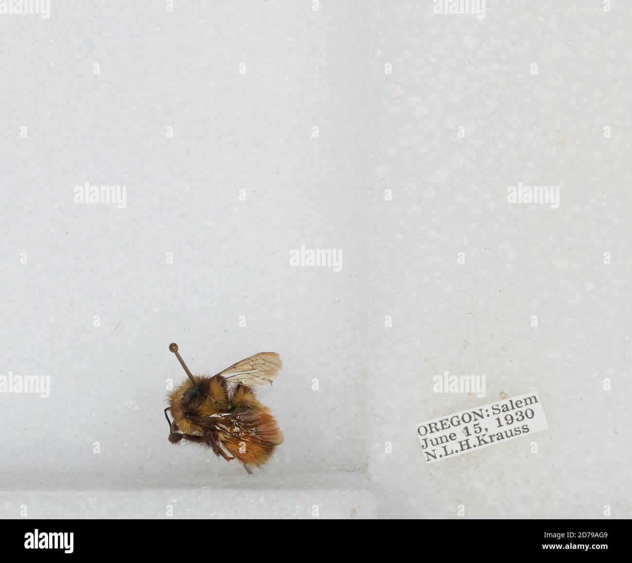 Salem, Marion, Oregon, United States, Bombus sp., Animalia, Arthropoda ...