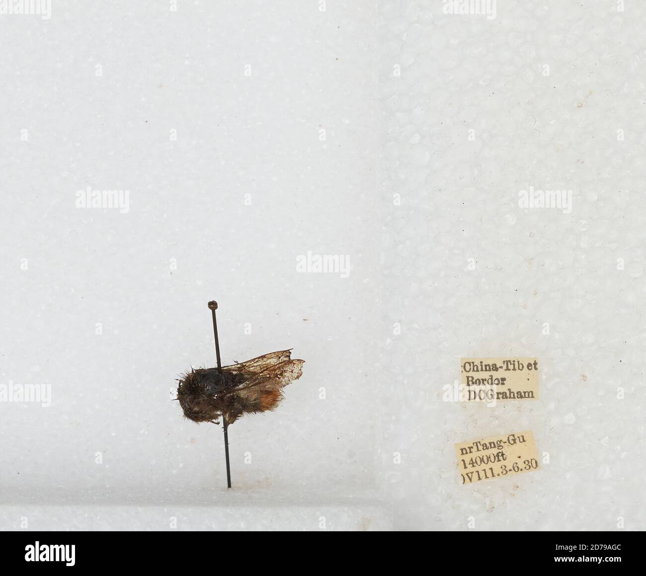 near Tang-gu, Sichuan, China, Bombus sp., Animalia, Arthropoda, Insecta ...