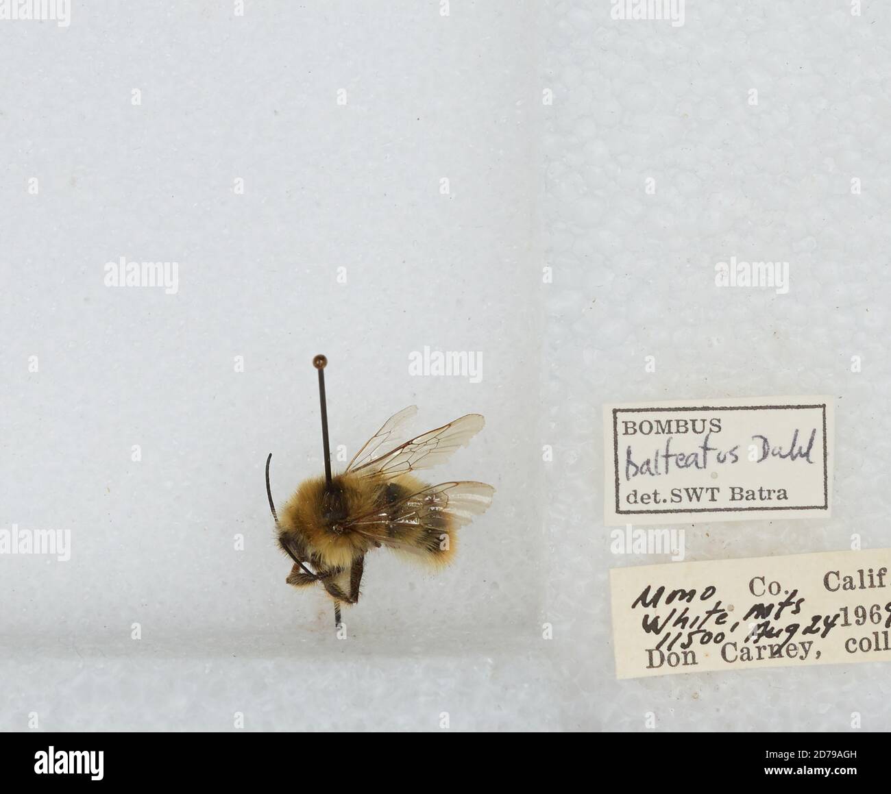 White Mountains, Mono, California, United States, Bombus sp., Animalia ...