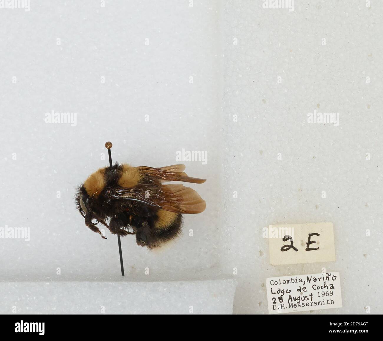 Laguna de La Cocha, Narino, Colombia, Bombus sp., Animalia, Arthropoda ...