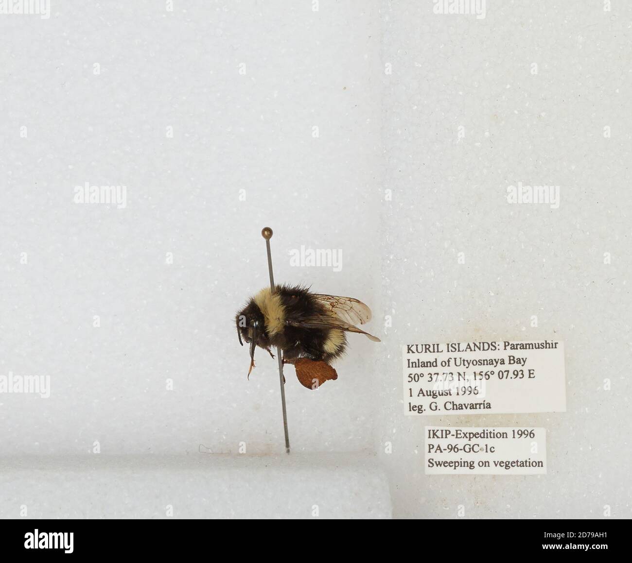 Paramushir Island, inland Of Utyosnaya Bay, Kuril Islands, Sakhalin ...