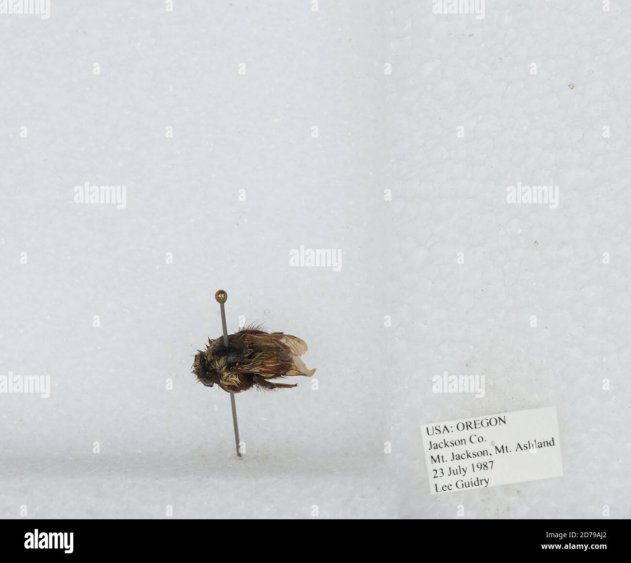 Mount Ashland, Jackson, Oregon, United States, Bombus sp., Animalia ...