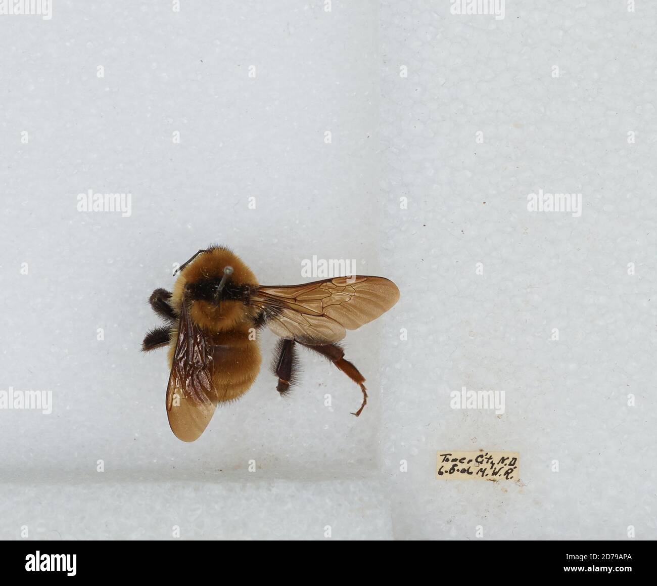 Tower City, Cass, North Dakota, United States, Bombus sp., Animalia ...