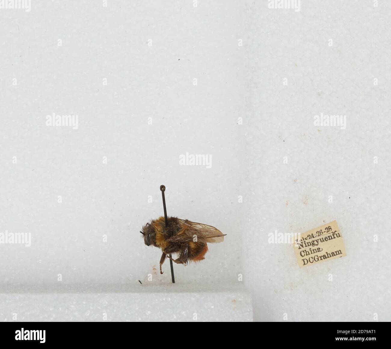 Xichang, Sichuan, China, Bombus sp., Animalia, Arthropoda, Insecta ...