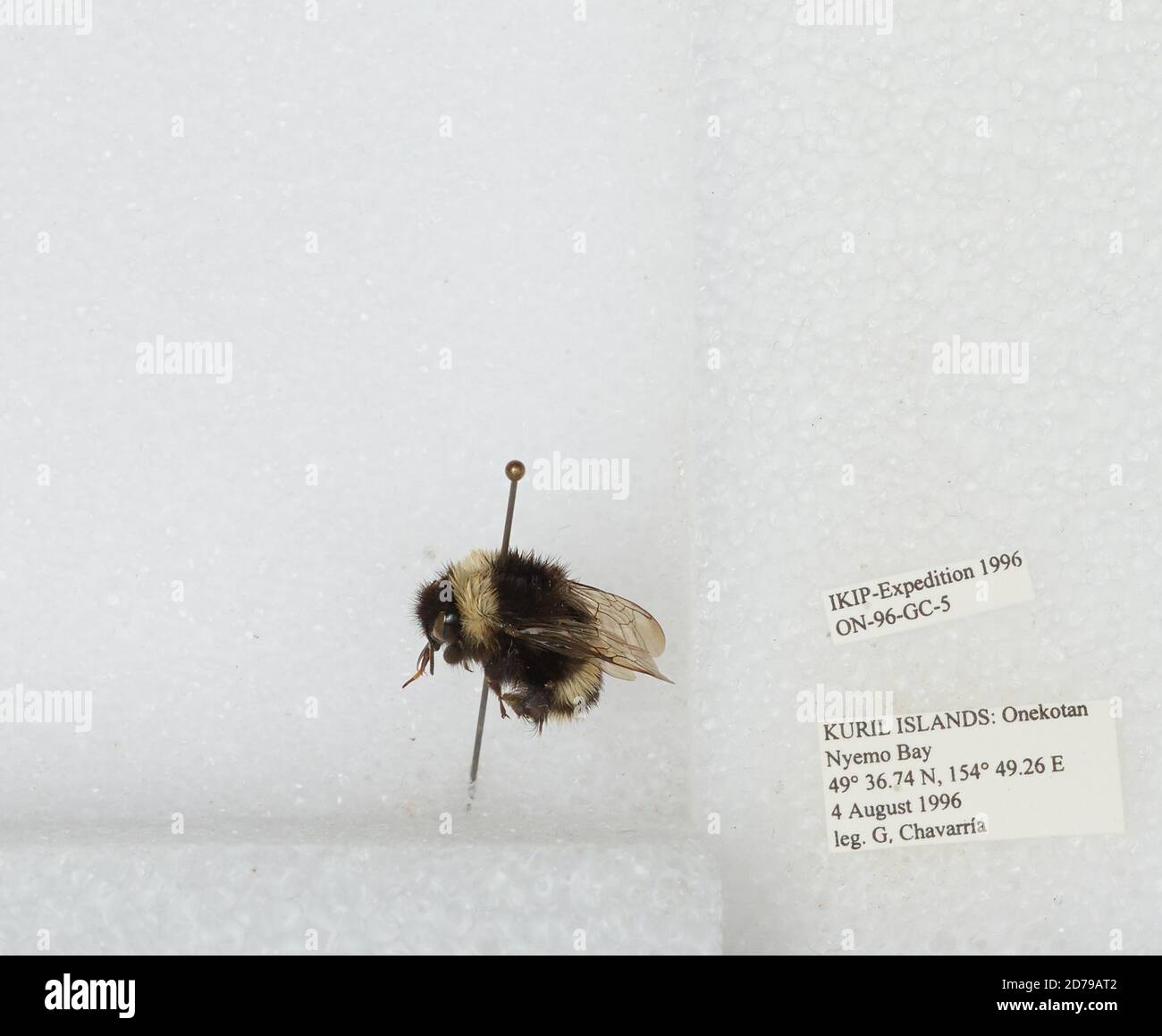 Onekotan Island, Nyemo Bay, Kuril Islands, Sakhalin, Russia, Bombus sp ...