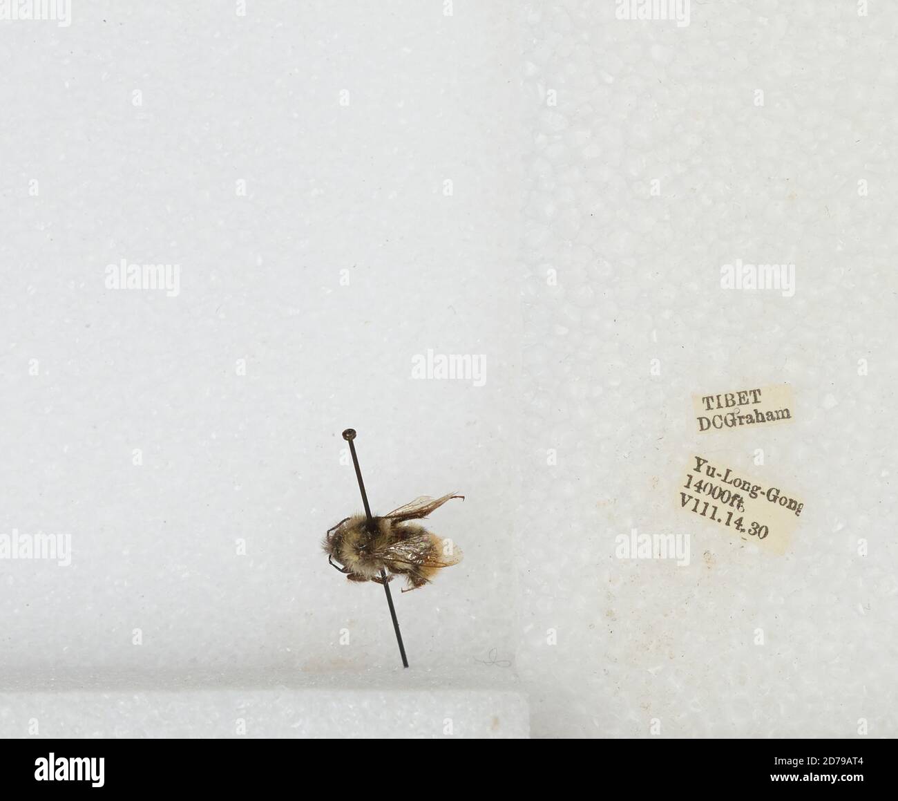 Yu-Long-Gong, Tibet Autonomous Region, China, Bombus sp., Animalia ...
