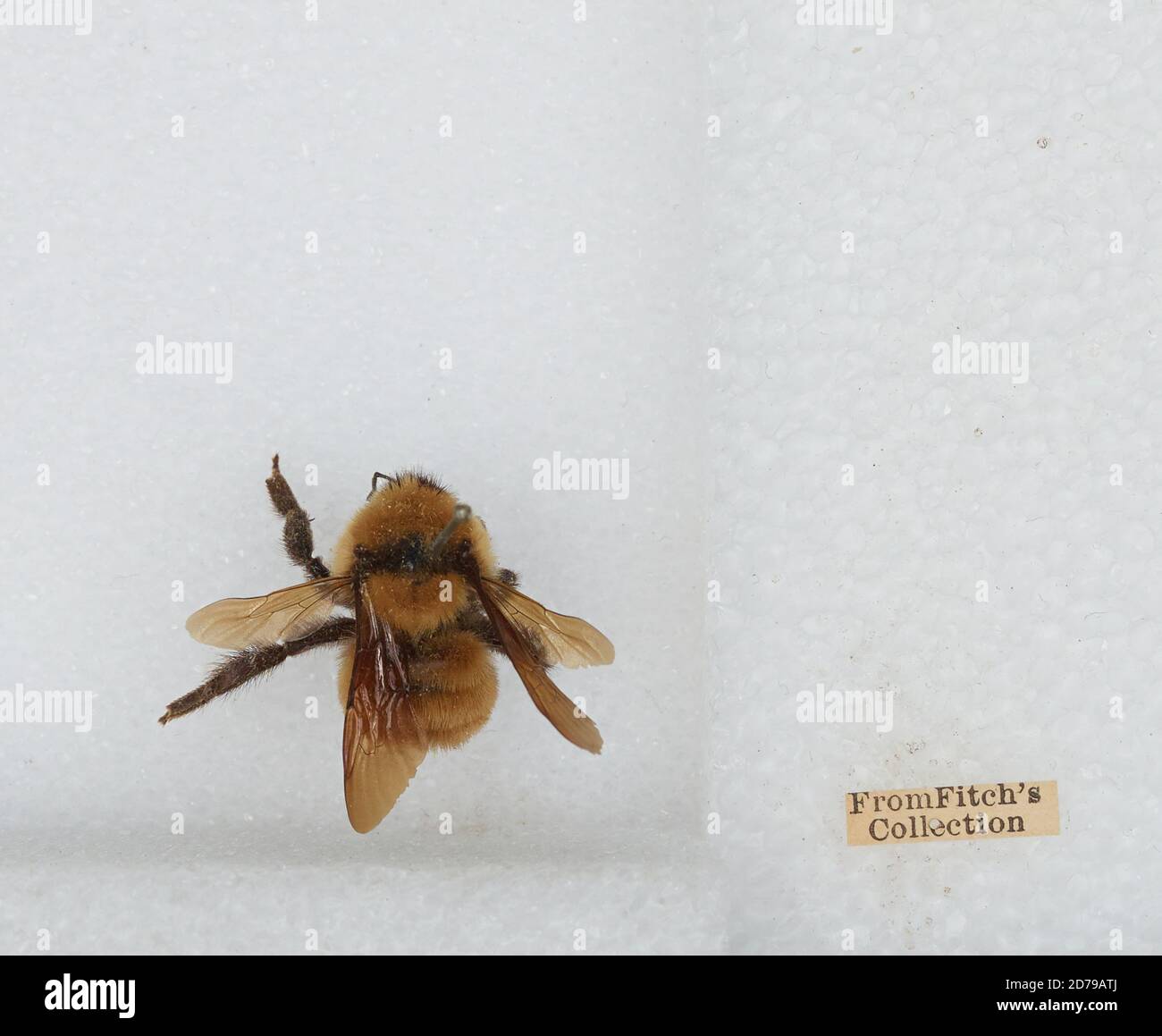 Bombus sp., Animalia, Arthropoda, Insecta, Hymenoptera, Apidae, Apinae ...