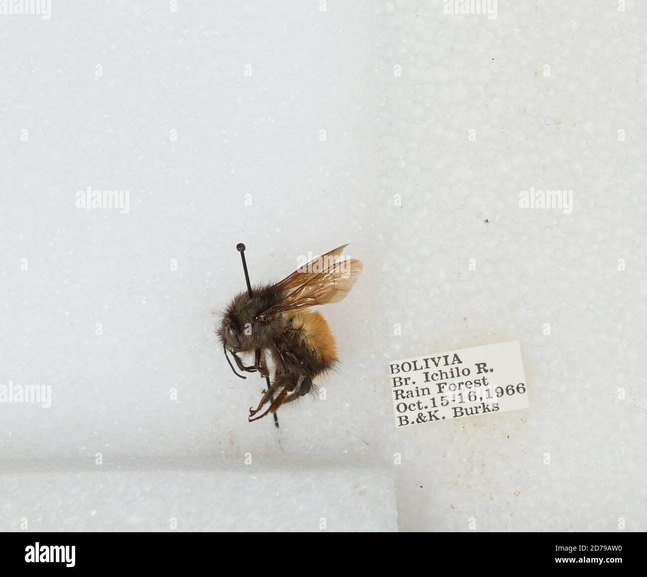 Br. Ichilo River Rain Forest, Santa Cruz, Bolivia, Bombus sp., Animalia ...