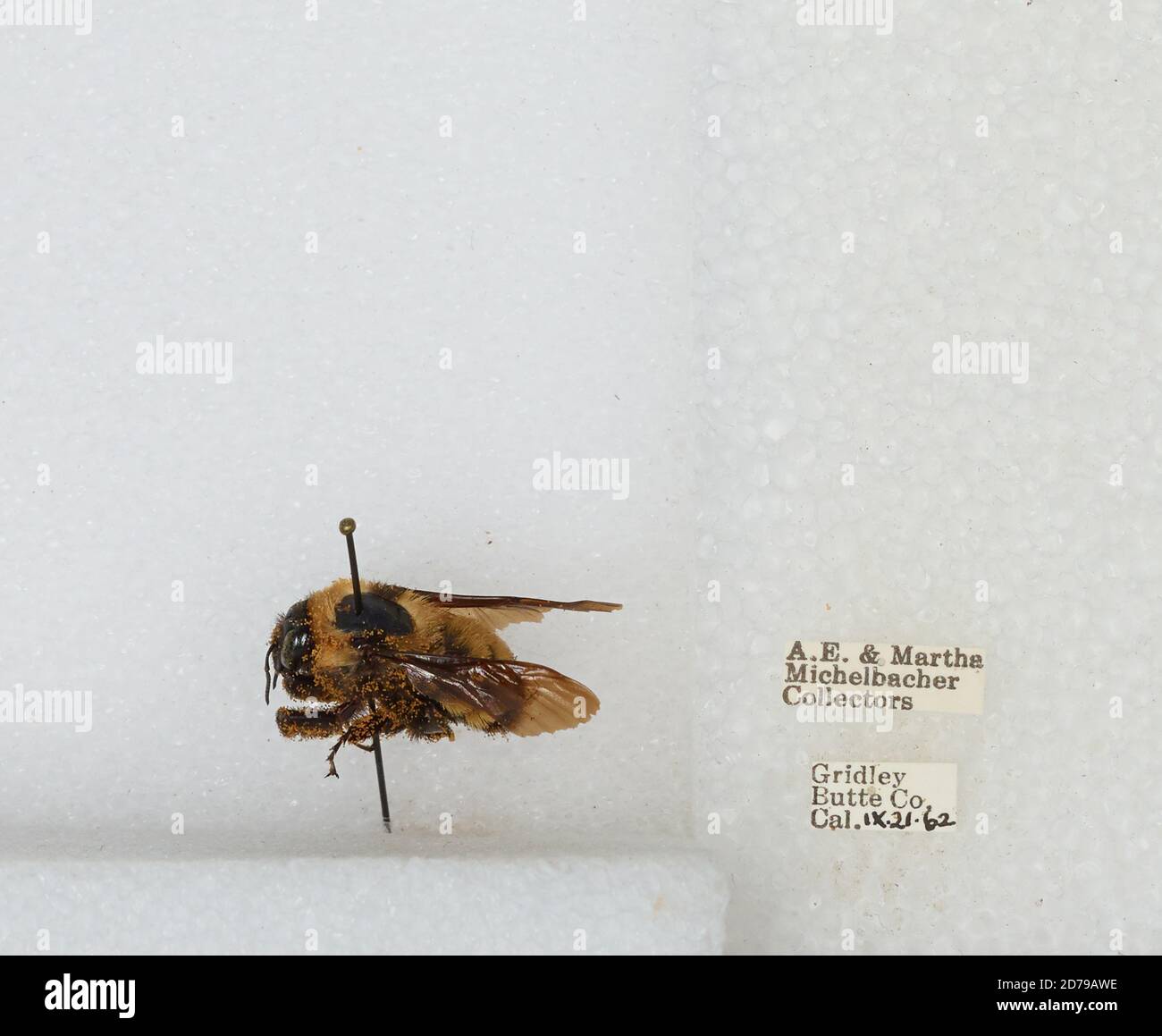 Gridley, Butte, California, United States, Bombus sp., Animalia ...