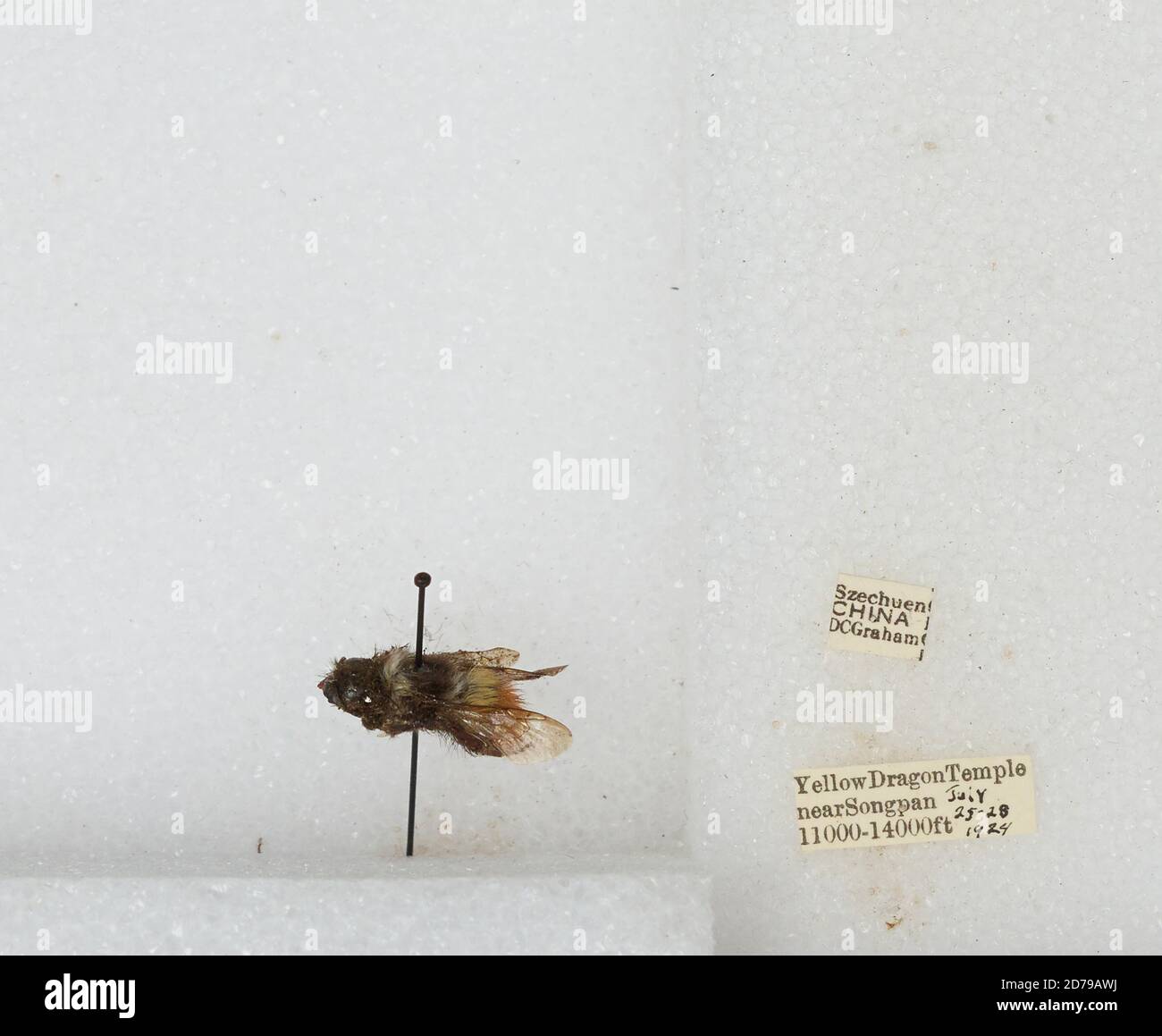 Yellow Dragon Temple near Songpan, Sichuan, China, Bombus sp., Animalia ...