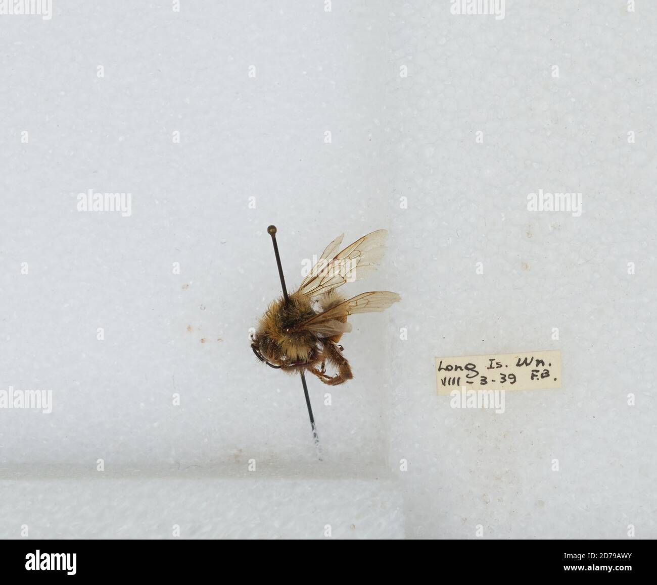 Long Island, Pacific, Washington, United States, Bombus sp., Animalia ...