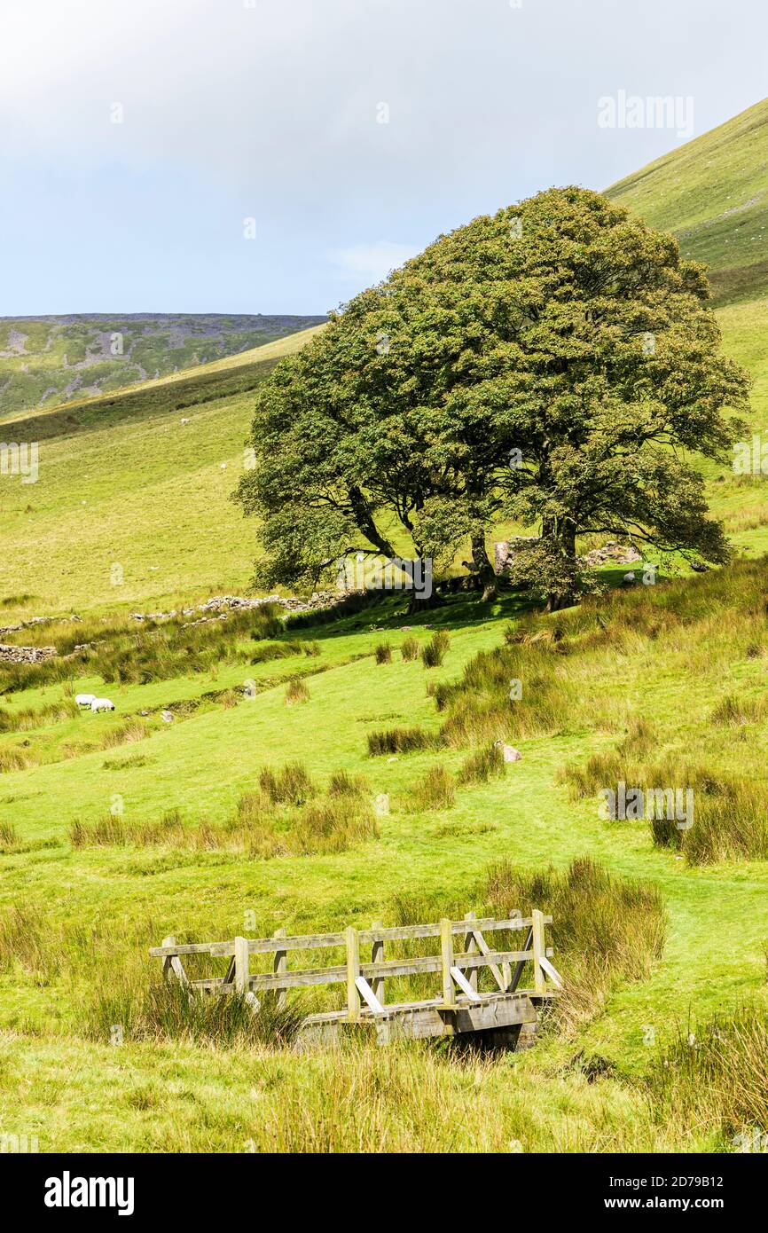 Footbridge over a stream on a walk in the Galtee mountains, County ...