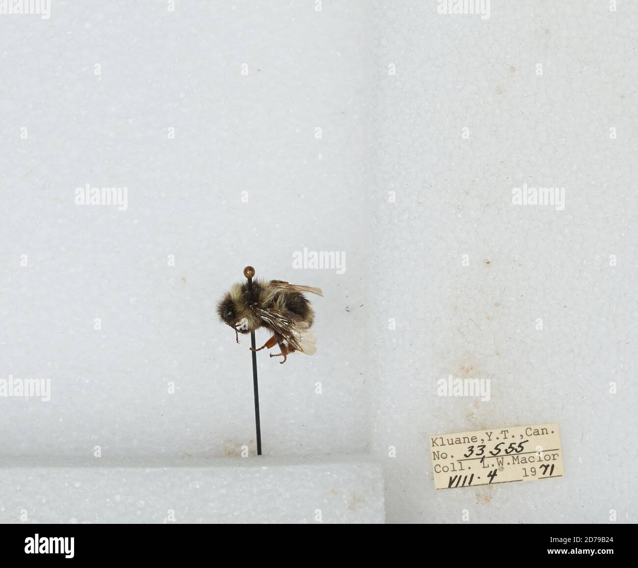 Kluane, Yukon Territory, Canada, Bombus bifarius nearcticus, Animalia ...