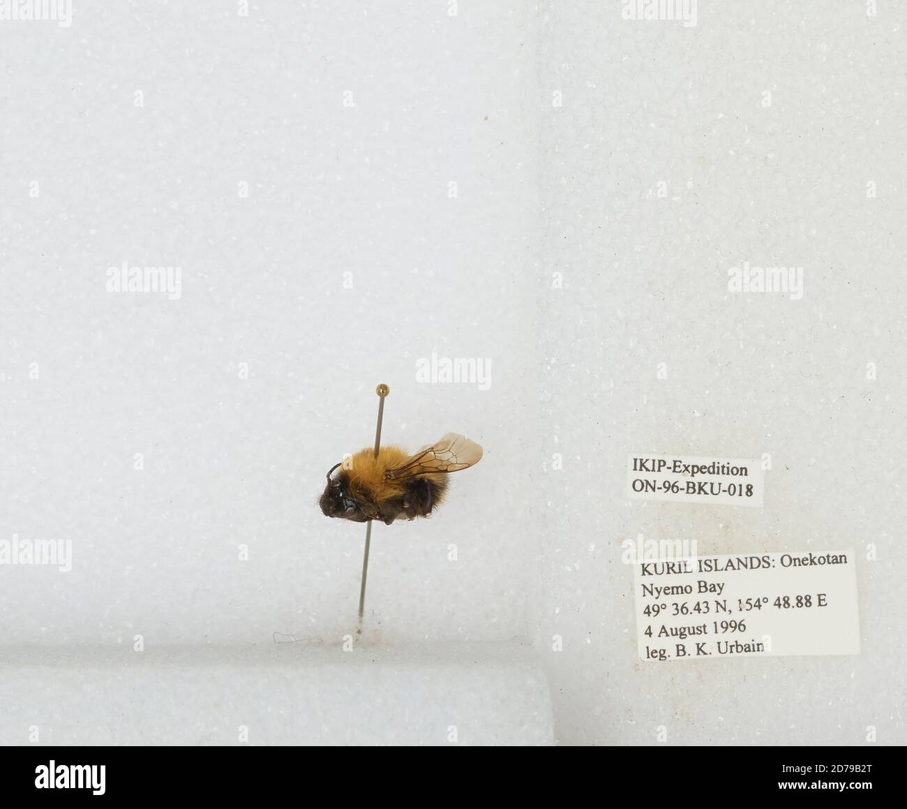 Kuril Islands, Onekotan Island, Nyemo Bay, Sakhalin, Russia, Bombus sp ...