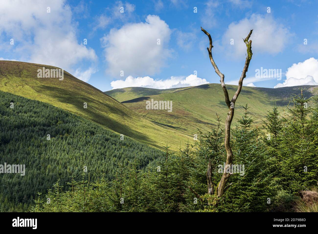 Woods wood forest forests hi-res stock photography and images - Alamy