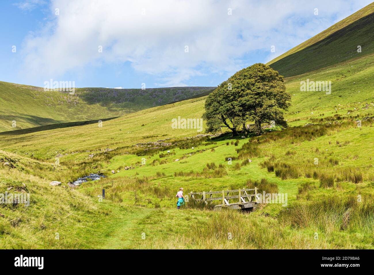 Walking on a trail by a stream in the Galtee mountains, County Limerick ...