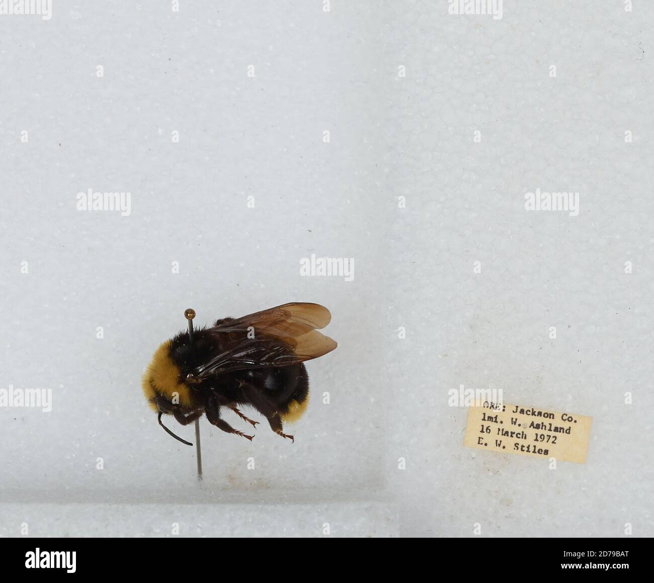 1 mile West of Ashland, Jackson, Oregon, United States, Bombus sp ...