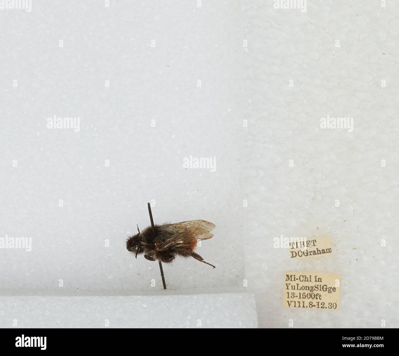 Mi-Chi in Yu Long Si Gorge, Tibet Autonomous Region, China, Bombus sp ...