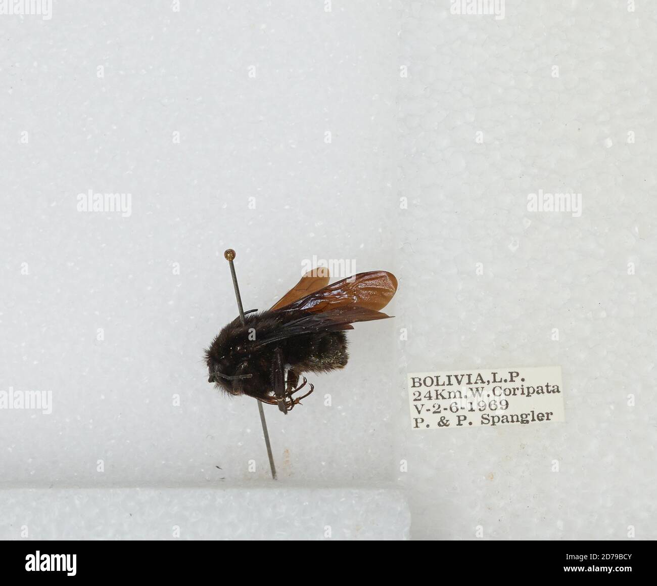 24 Km west of Coripata, La Paz, Bolivia, Bombus sp., Animalia ...