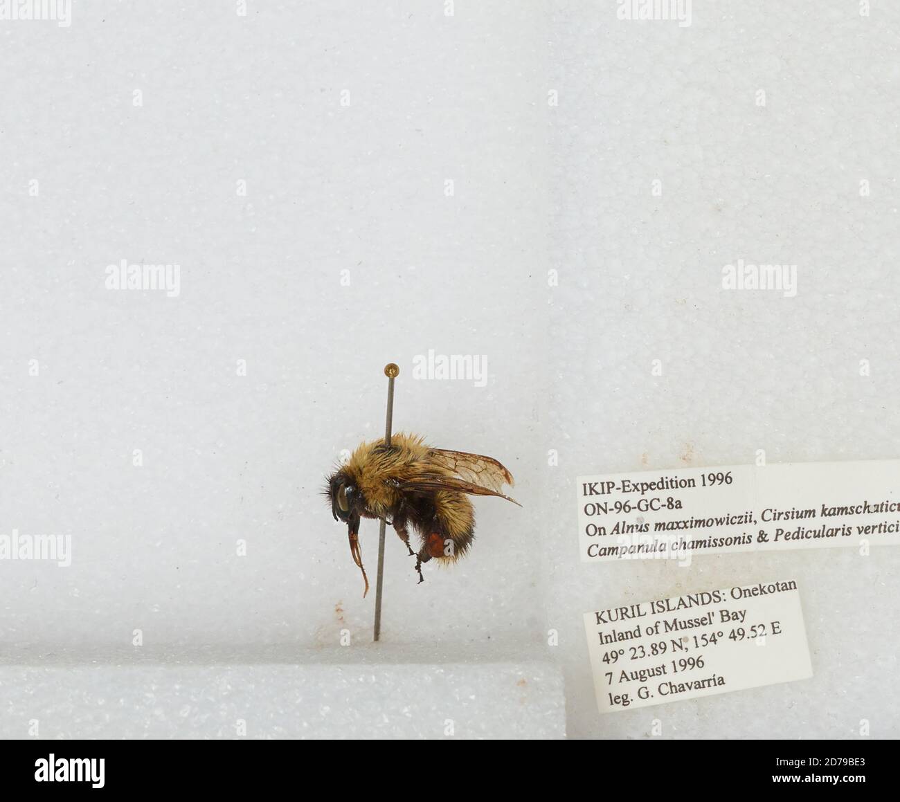 Onekotan Island, inland of Mussel' Bay, Kuril Islands, Sakhalin, Russia ...