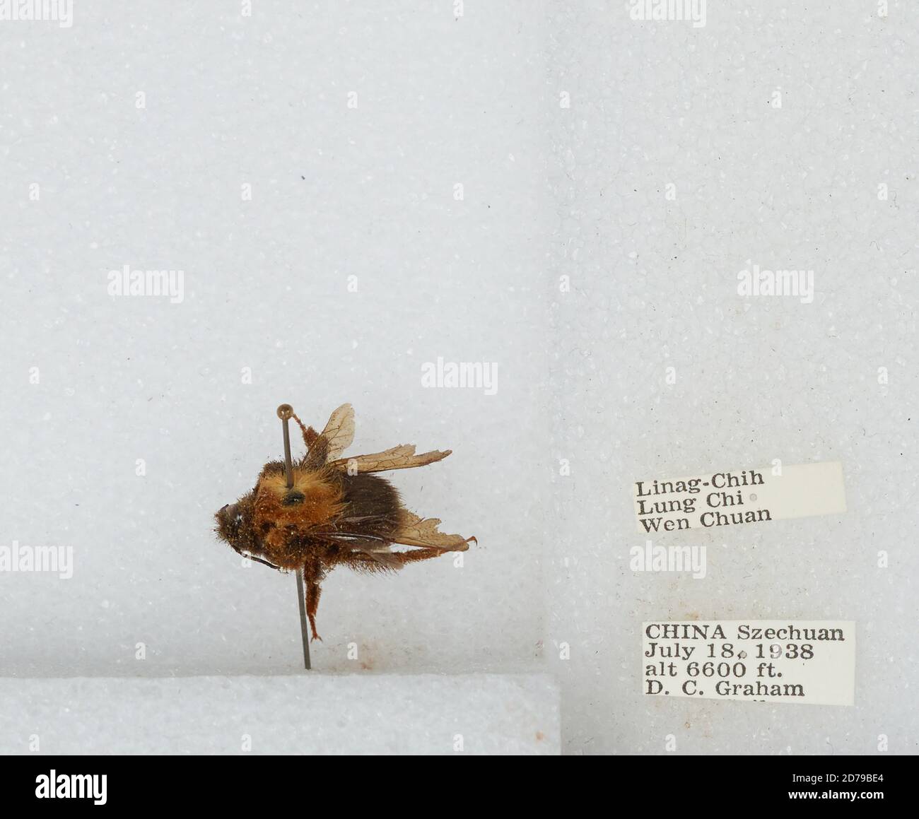 Linag-Chih, Lung Chi, Wenchuan Xian, Sichuan, China, Bombus sp ...
