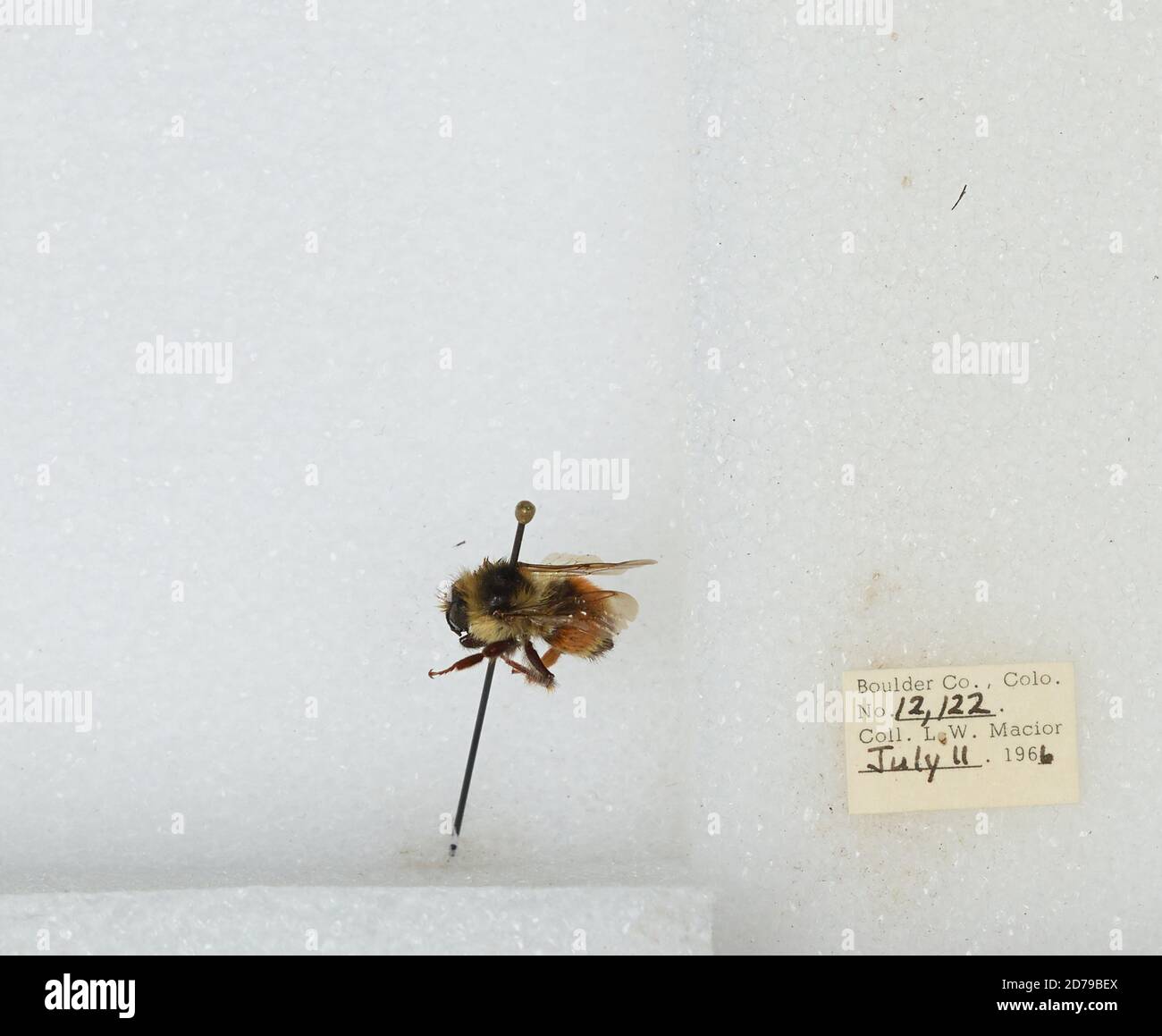 Boulder, Colorado, United States, Bombus (Pyrobombus) bifarius Cresson ...