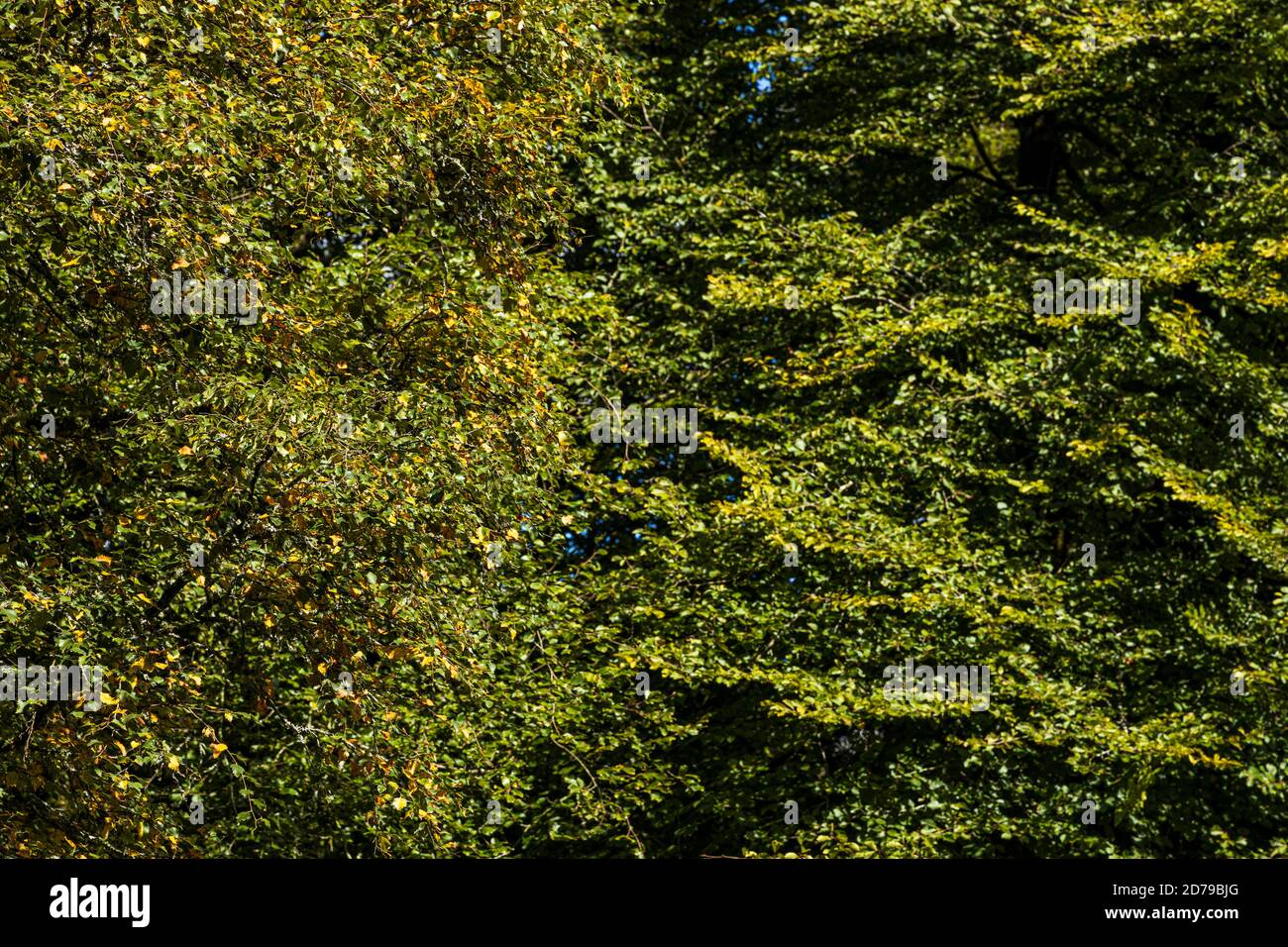 Common birch hi-res stock photography and images - Alamy