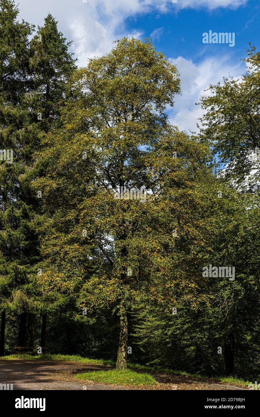 Betula pendula, common birch tree in Galtee castle woods in the Galtee ...