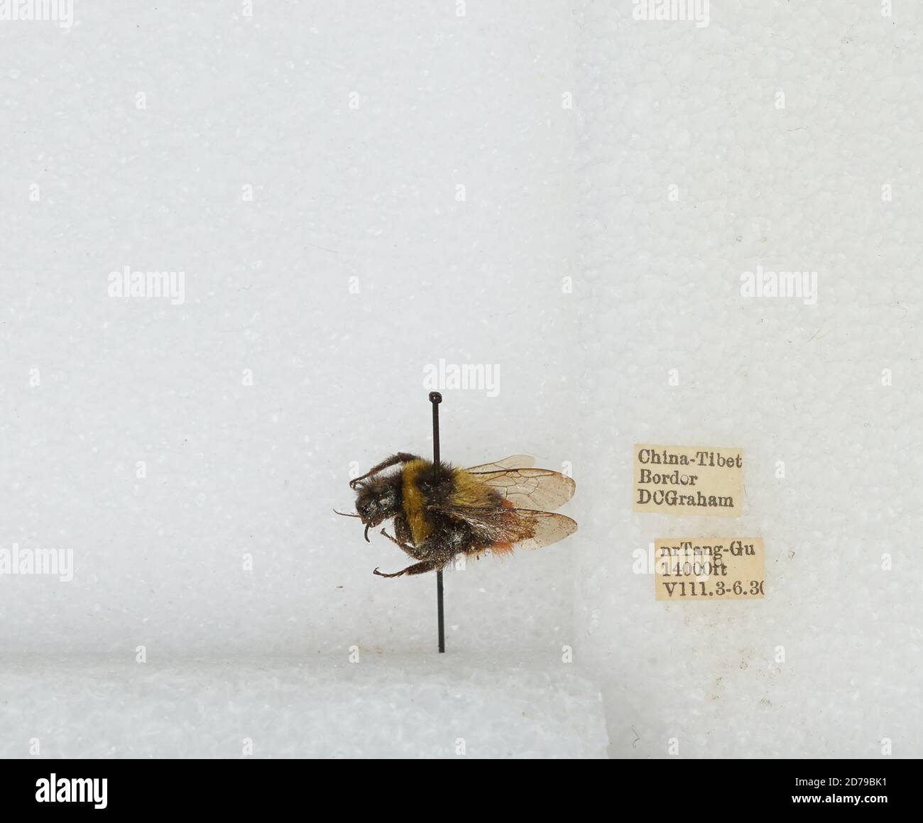 China-Tibet border near Tang-Gu, China, Bombus sp., Animalia ...