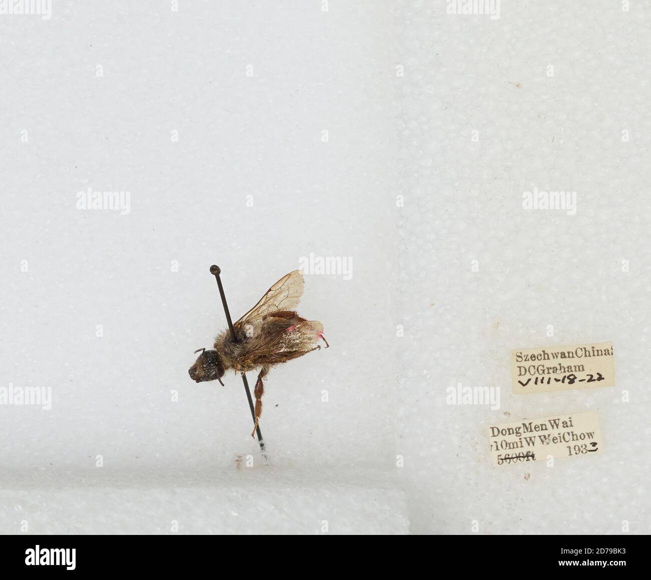 Dong Men Wai 10 miles West Wei Chow, Sichuan, China, Bombus sp ...