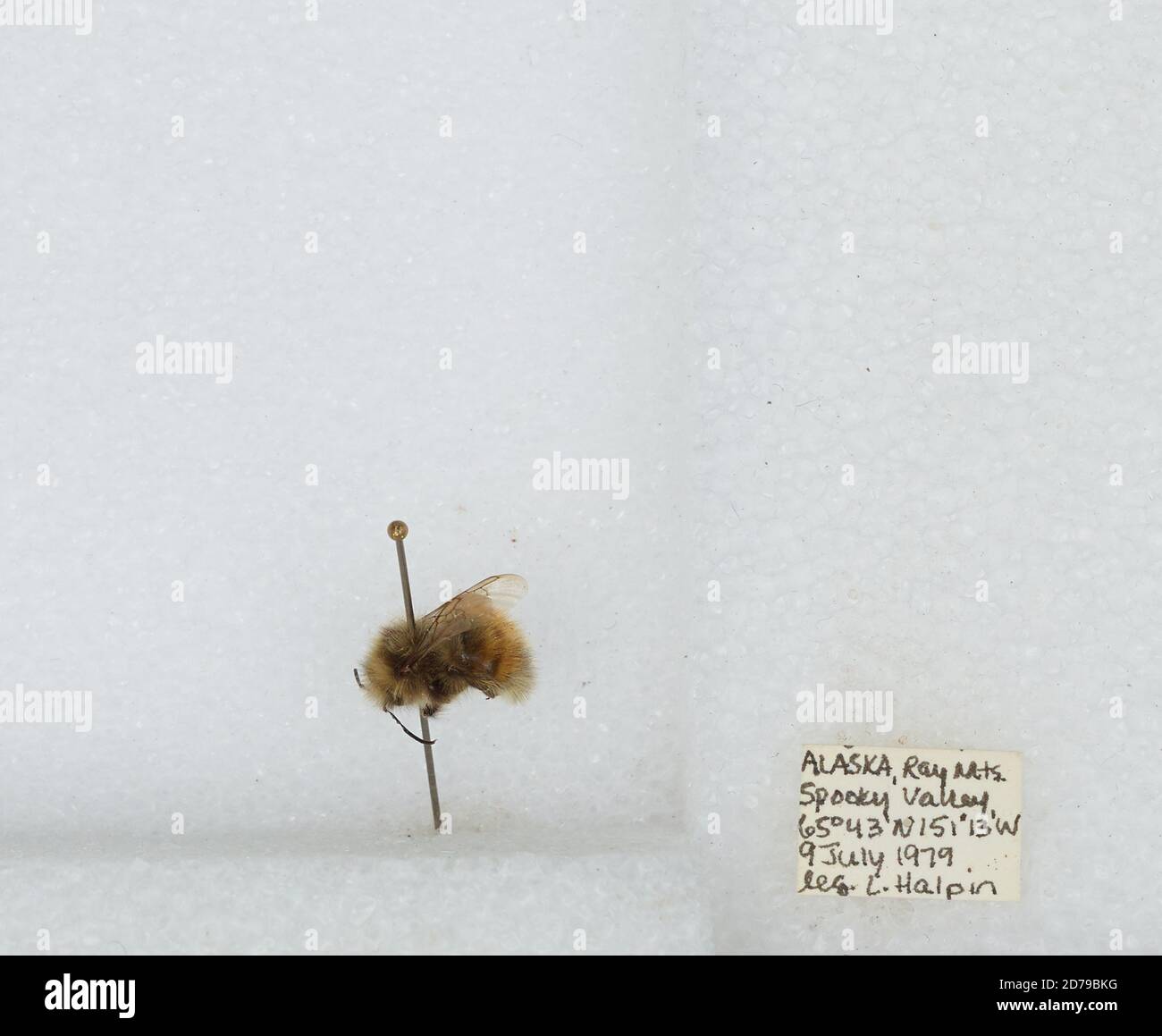 Ray Mountains, Spooky Valley, Yukon-Koyukuk, Alaska, United States ...