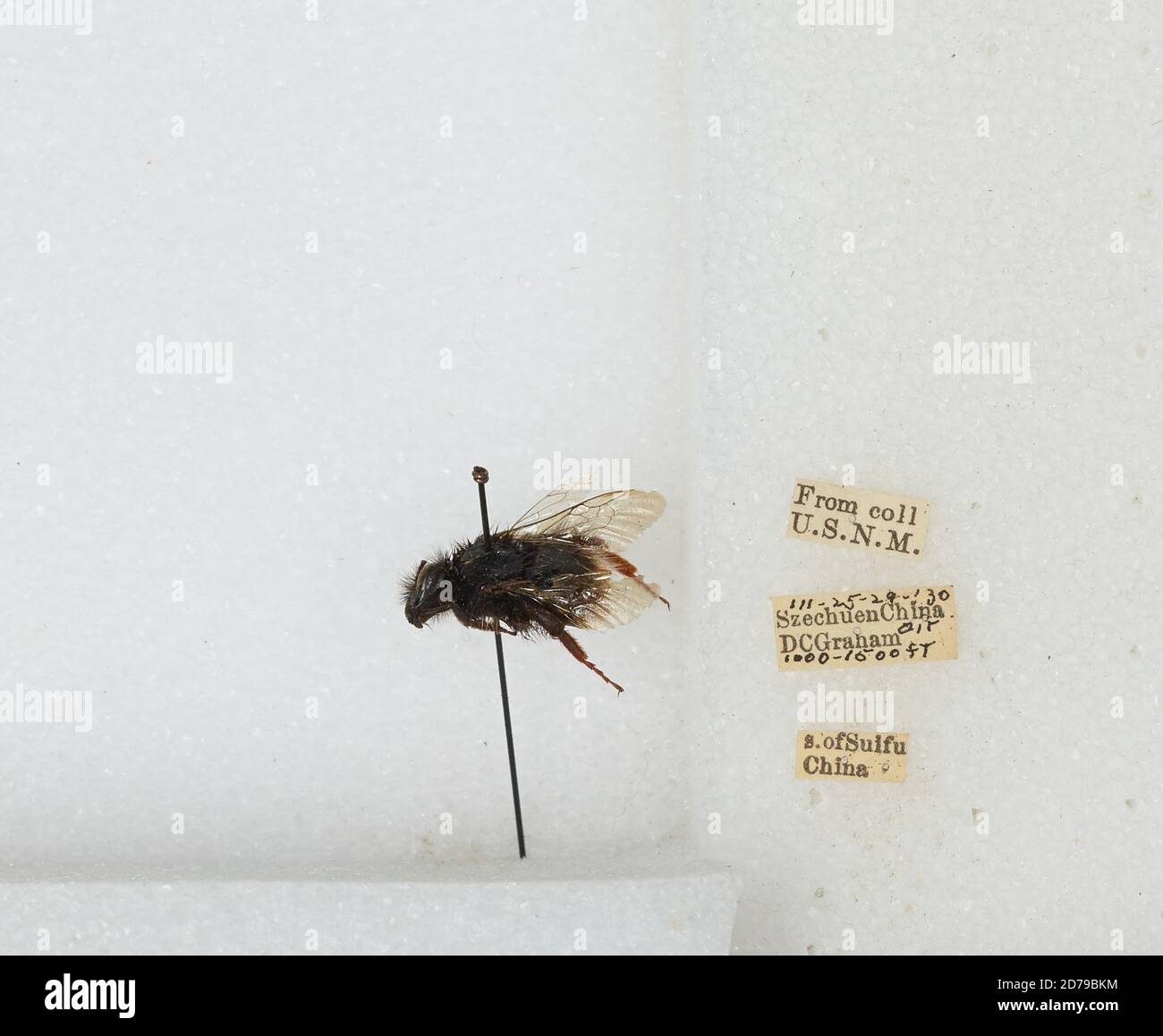 S. of Yibin, Sichuan, China, Bombus sp., Animalia, Arthropoda, Insecta ...