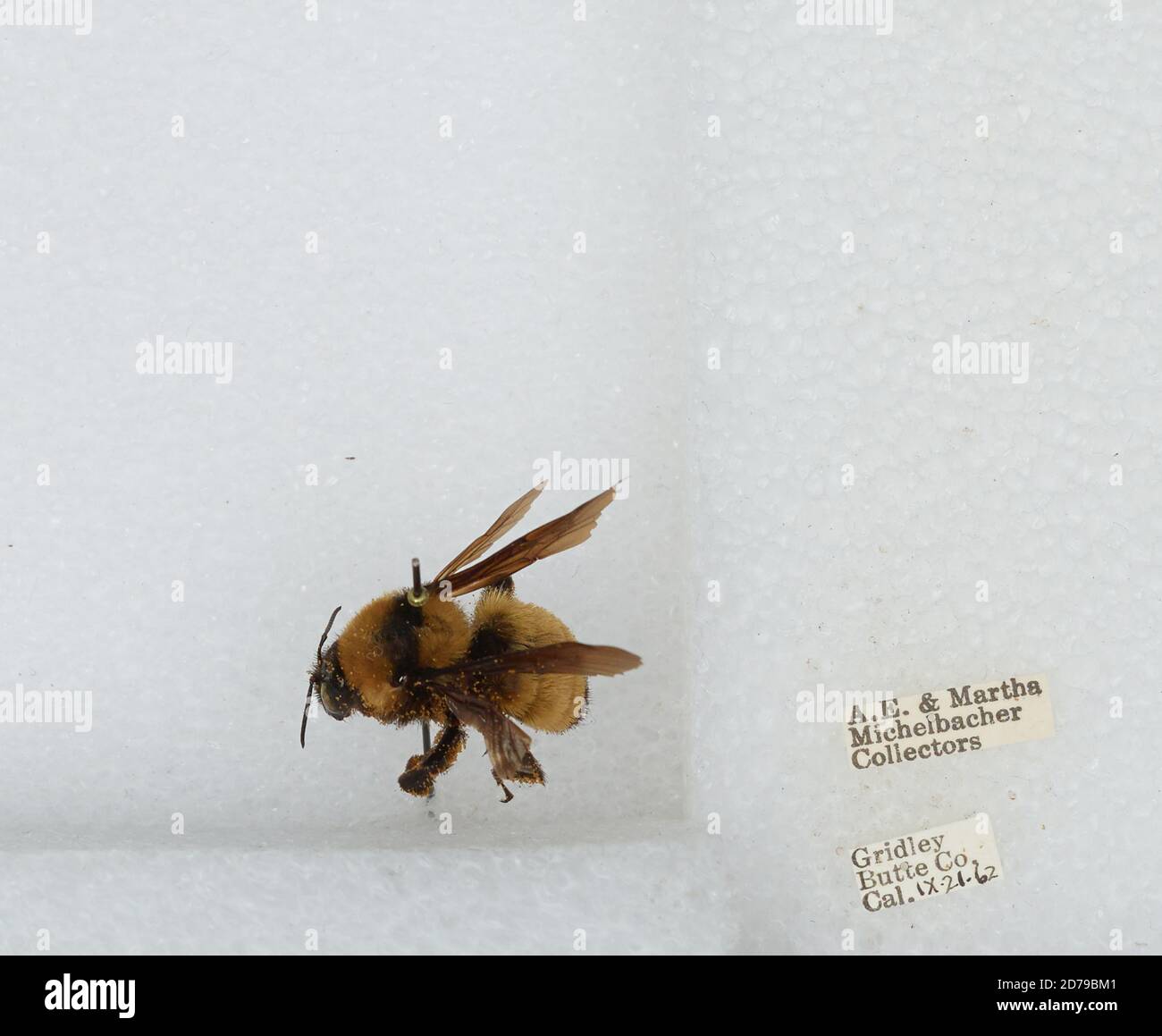 Gridley, Butte, California, United States, Bombus sp., Animalia ...