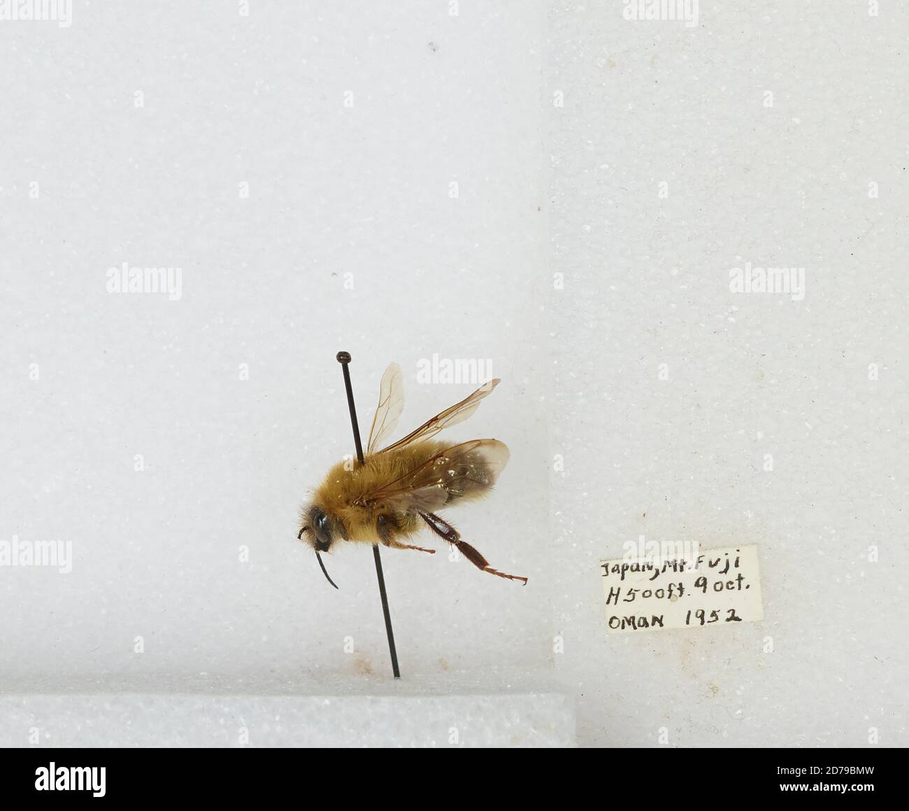 Mount Fuji, Japan, Bombus sp., Animalia, Arthropoda, Insecta ...