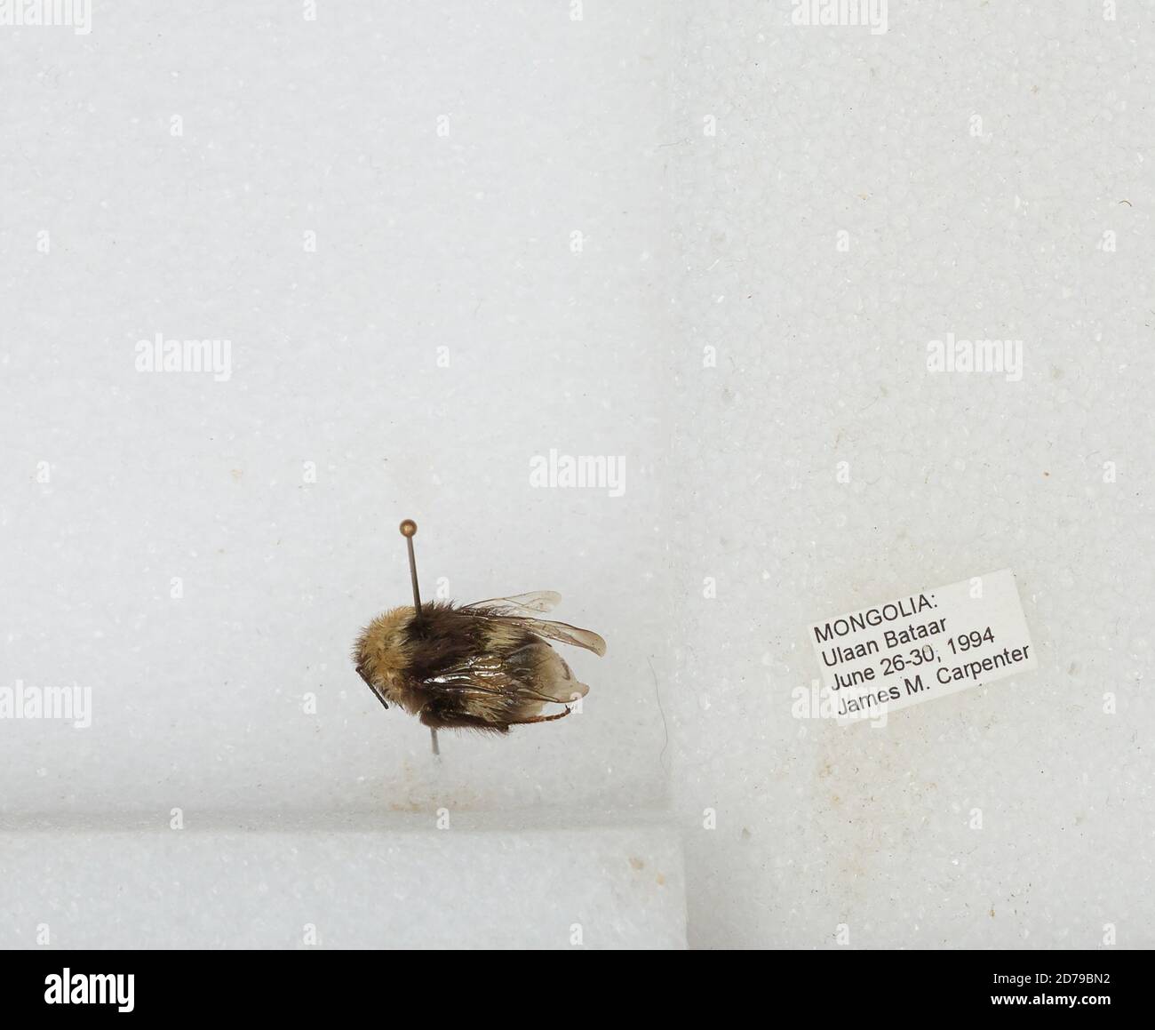 Ulan Bator, Ulaanbaatar, Mongolia, Bombus sp., Animalia, Arthropoda ...